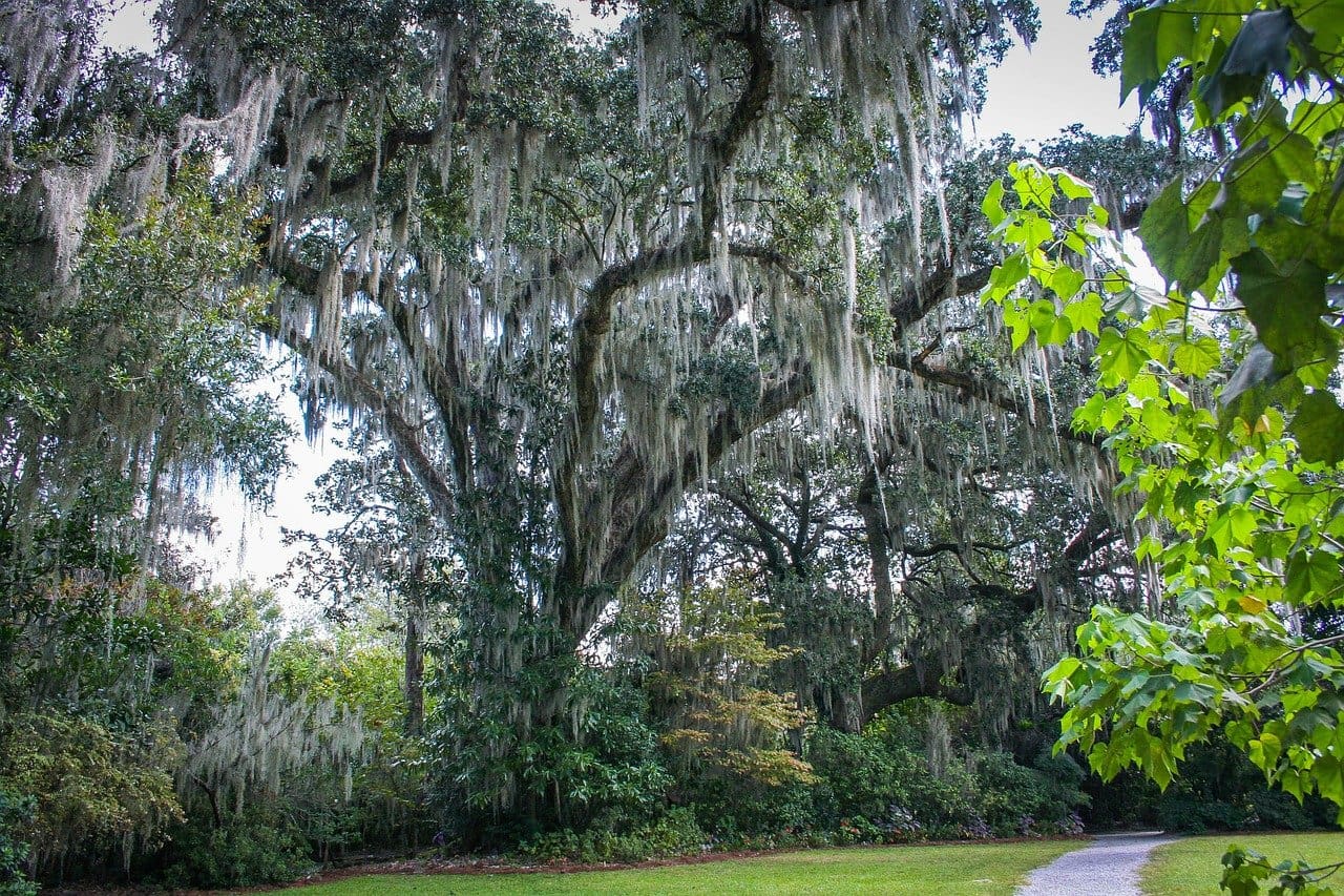 How to Toss Your Spanish Moss - SkyFrog Landscape